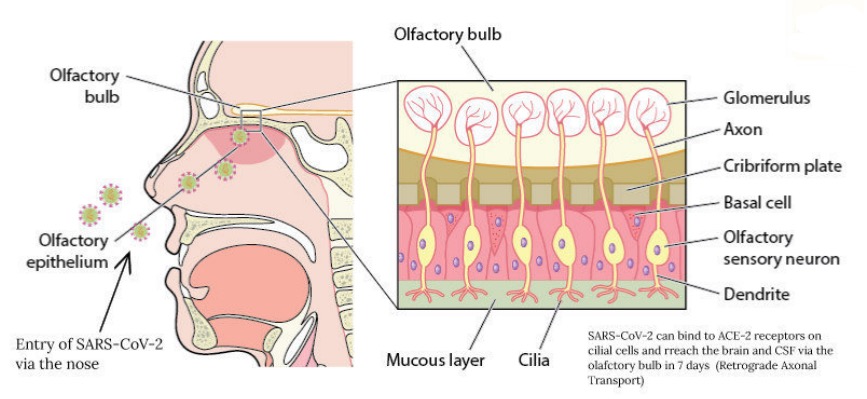 Nervous System Viral Infections, Complications & Chinese Medicine